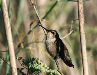 On the Wing: IT’S OCTOBER: SHOULD I TAKE DOWN MY HUMMINGBIRD FEEDER?