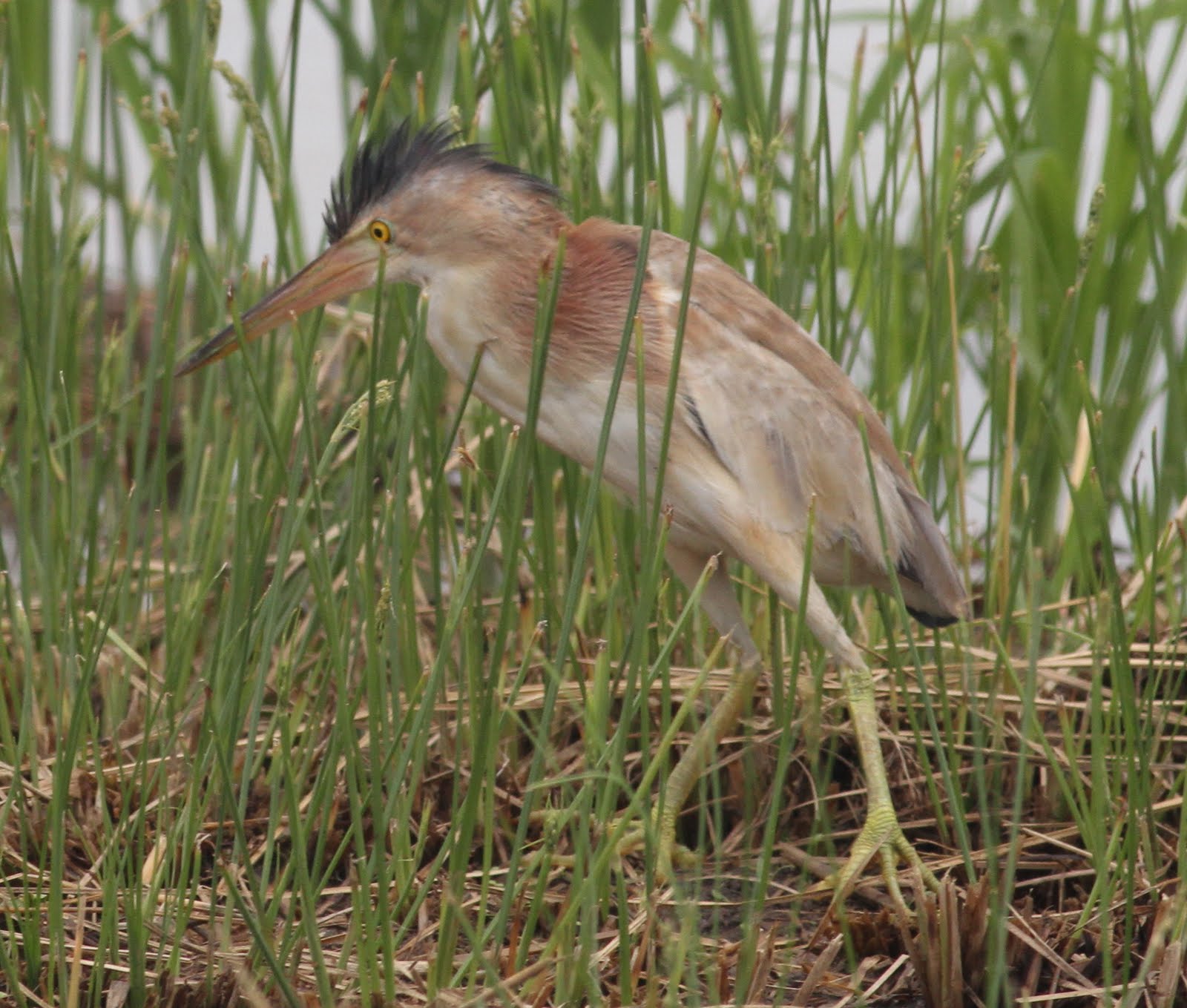 A Birder in The Philippines: Late July