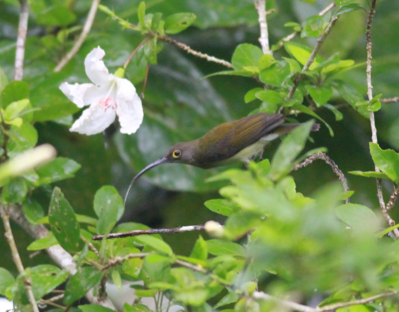 A Birder in The Philippines: Jan 1st to 6th - St Paul's, Palawan