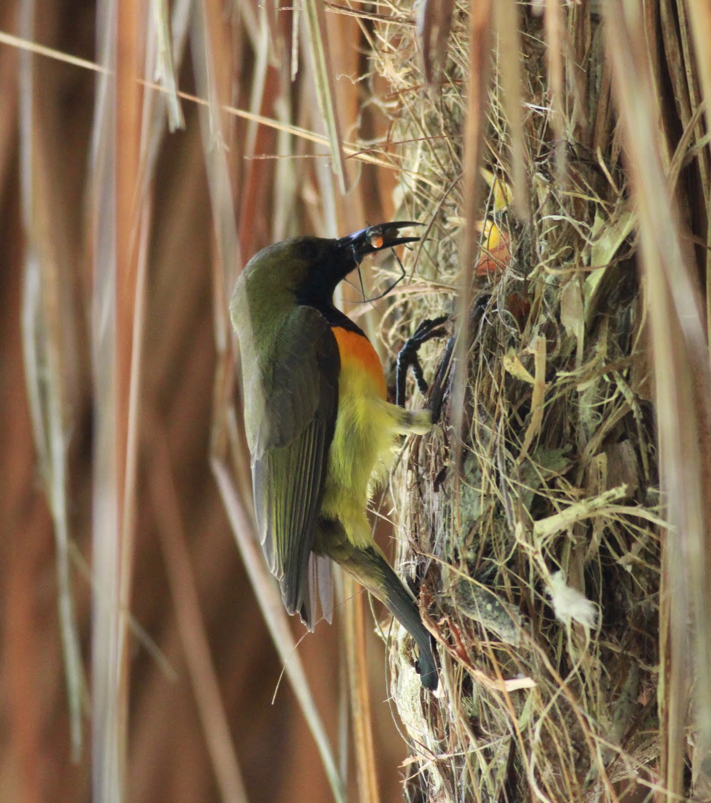 A Birder in The Philippines: Jan 1st to 6th - St Paul's, Palawan