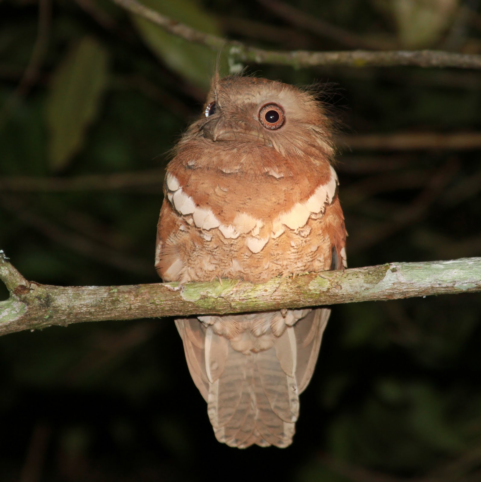 A Birder in The Philippines: Jan 7th to 9th - Kitanglad, Mindanao