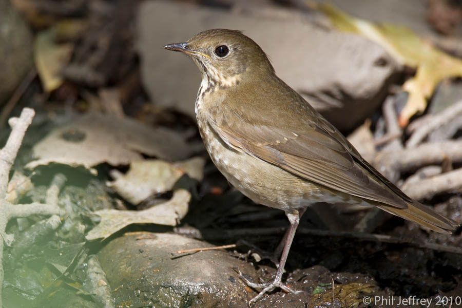 Phil Jeffrey's Bird Photography: Gray-cheeked Thrush, Sept 11th