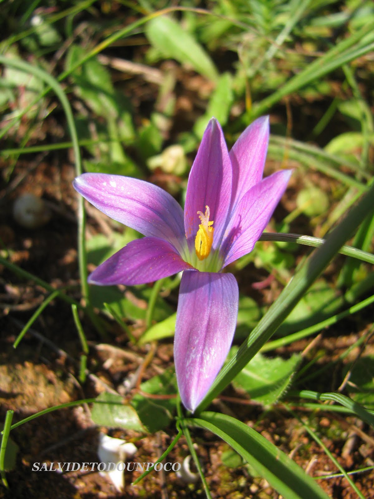 SALVI DE TODO UN POCO: Iridaceae - Romulea bulbocodium - Romulea ramiflora