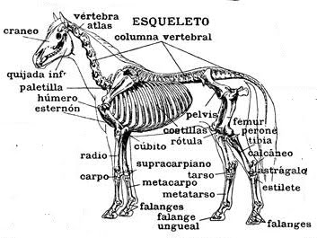 Estructura ósea de un caballo.