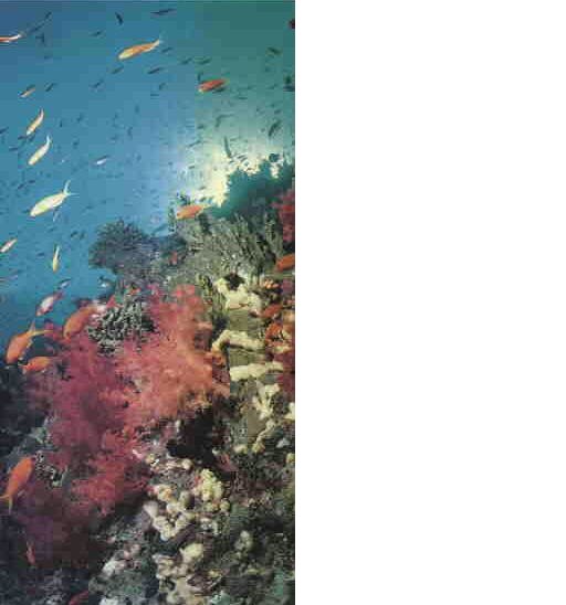 MARINE BIOLOGY - SHINE: Coral Reefs Assignment - Chapter 14, Part I