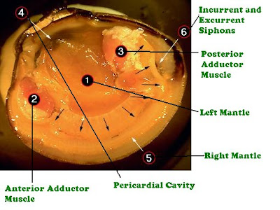MARINE BIOLOGY - SHINE: Virtual Dissection - Clam