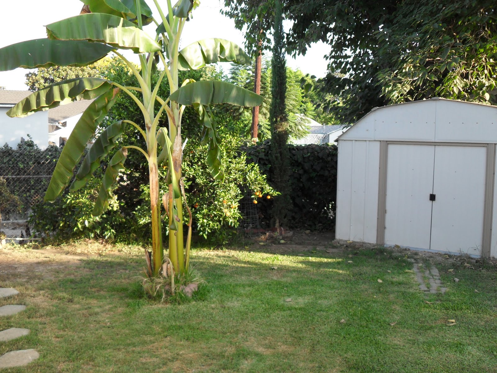 Pozili lui Costel: Bananierul