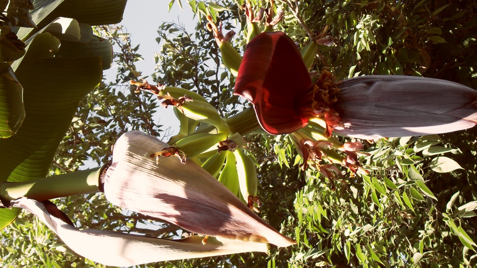 Pozili lui Costel: Bananierul