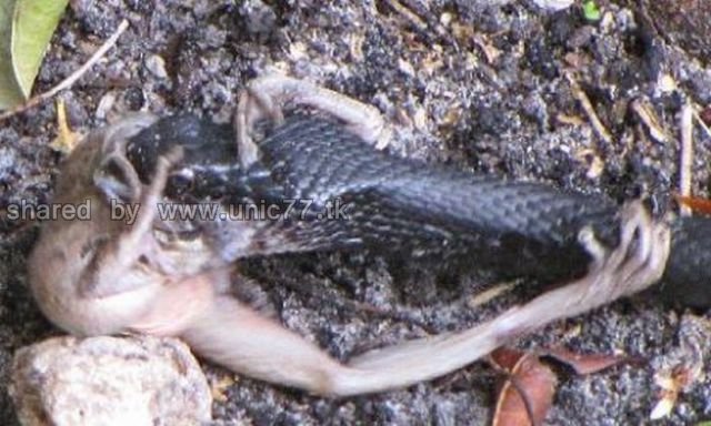 Foto Pertarungan Hidup Mati Antara katak Dan Ular - bigcendol