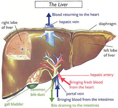 HCC Or Primary Cancer of the Liver