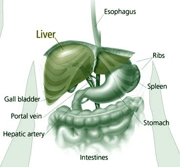 HCV New Drugs: The liver can still function with up to 80 percent ...