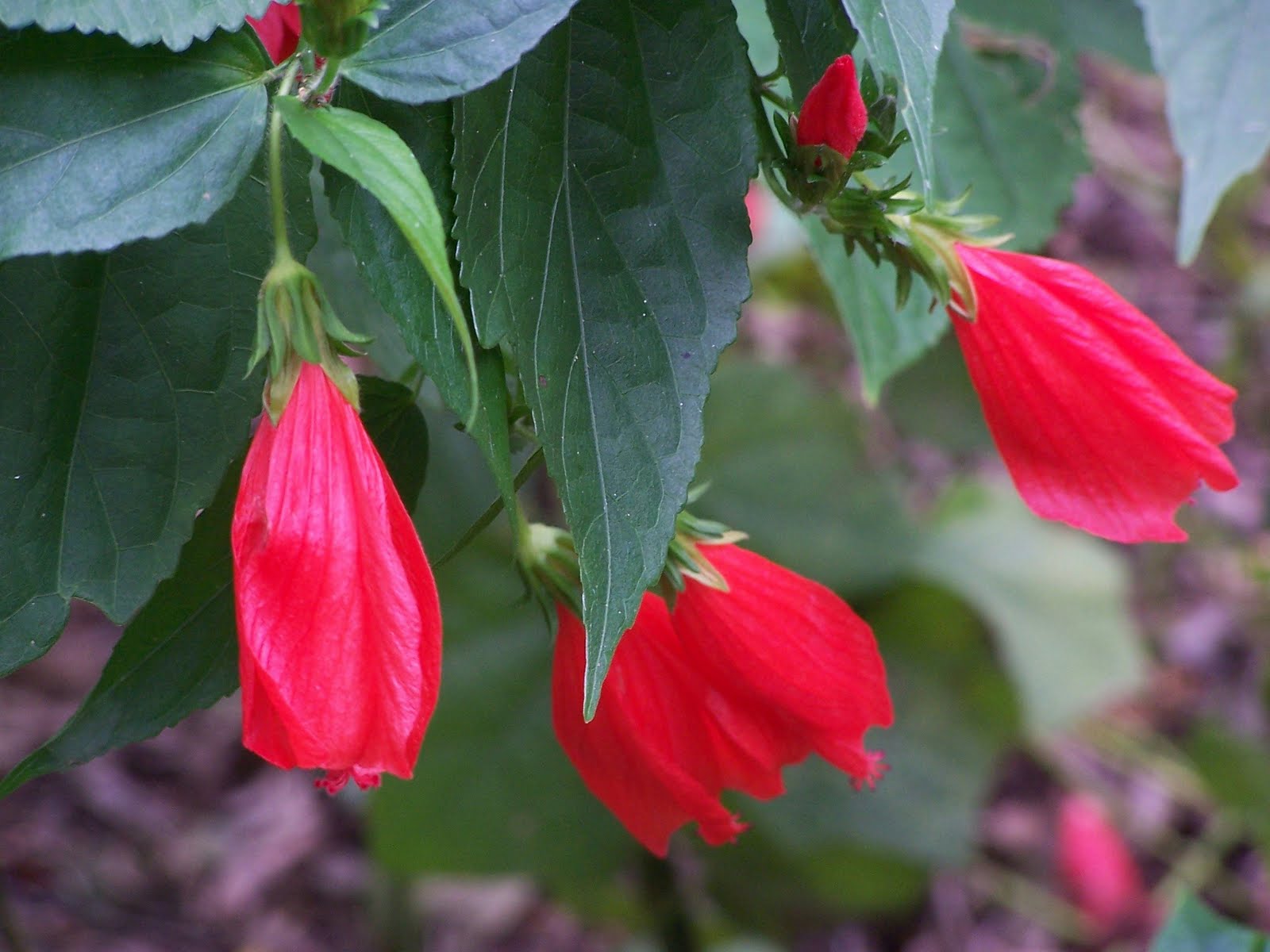 The Nature Dude: caps n' turbans