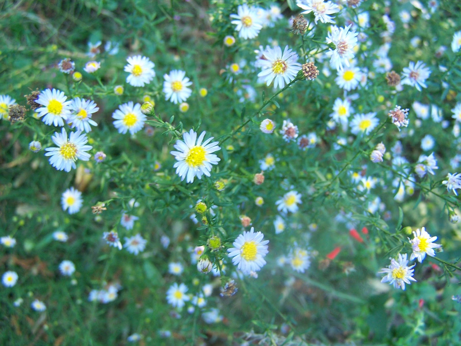 The Nature Dude: hobo gardening