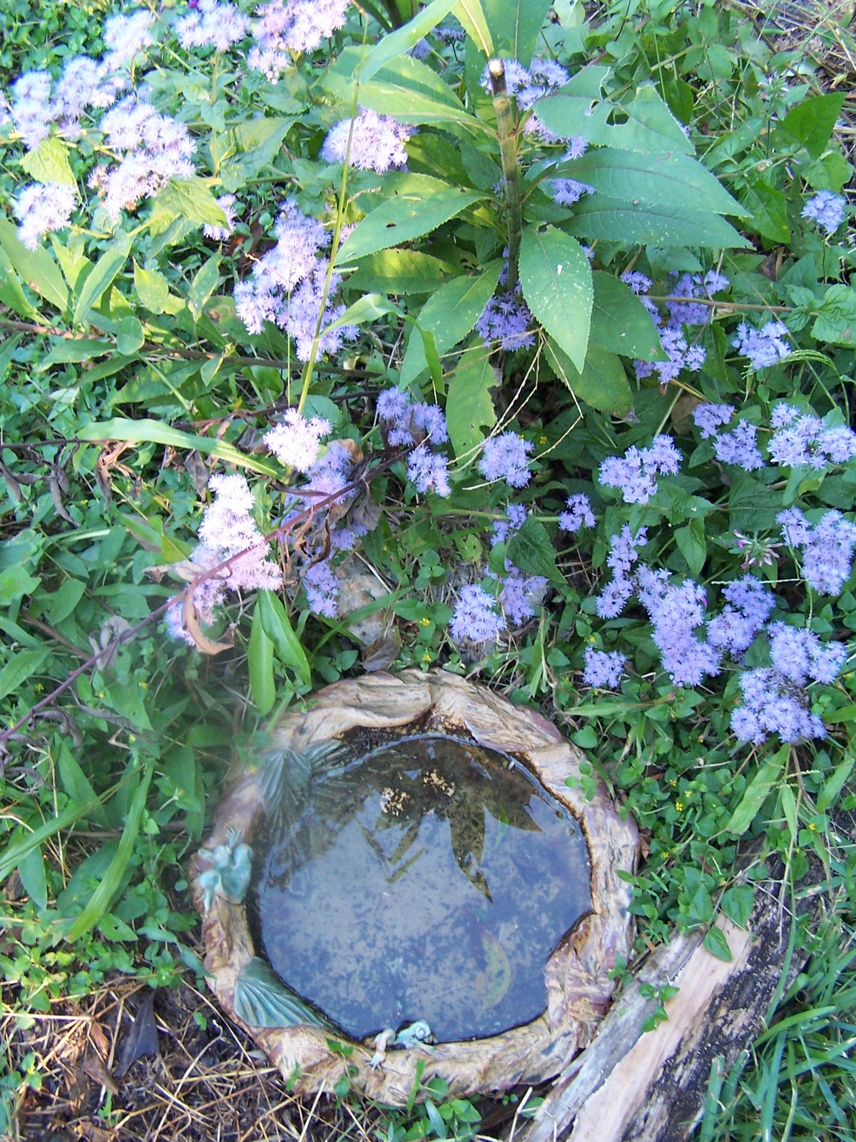 The Nature Dude: hobo gardening