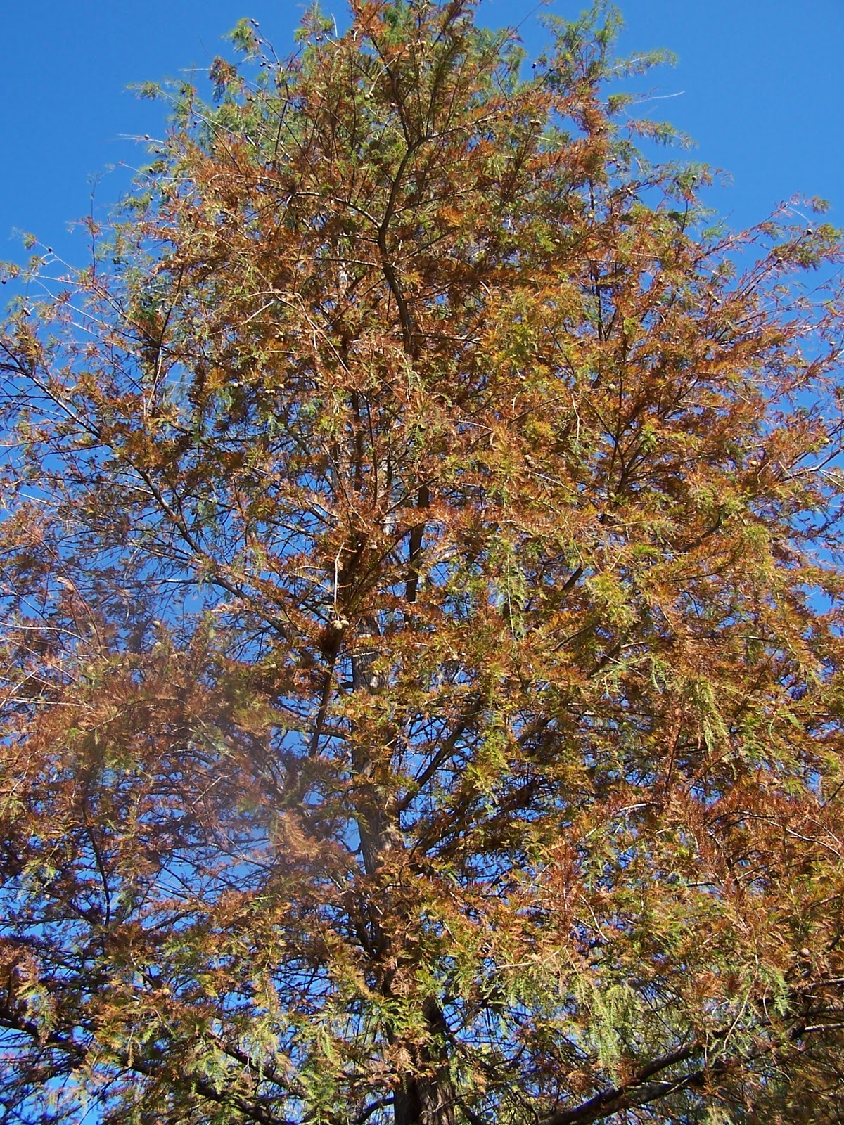 The Nature Dude: a tale of two cypresses