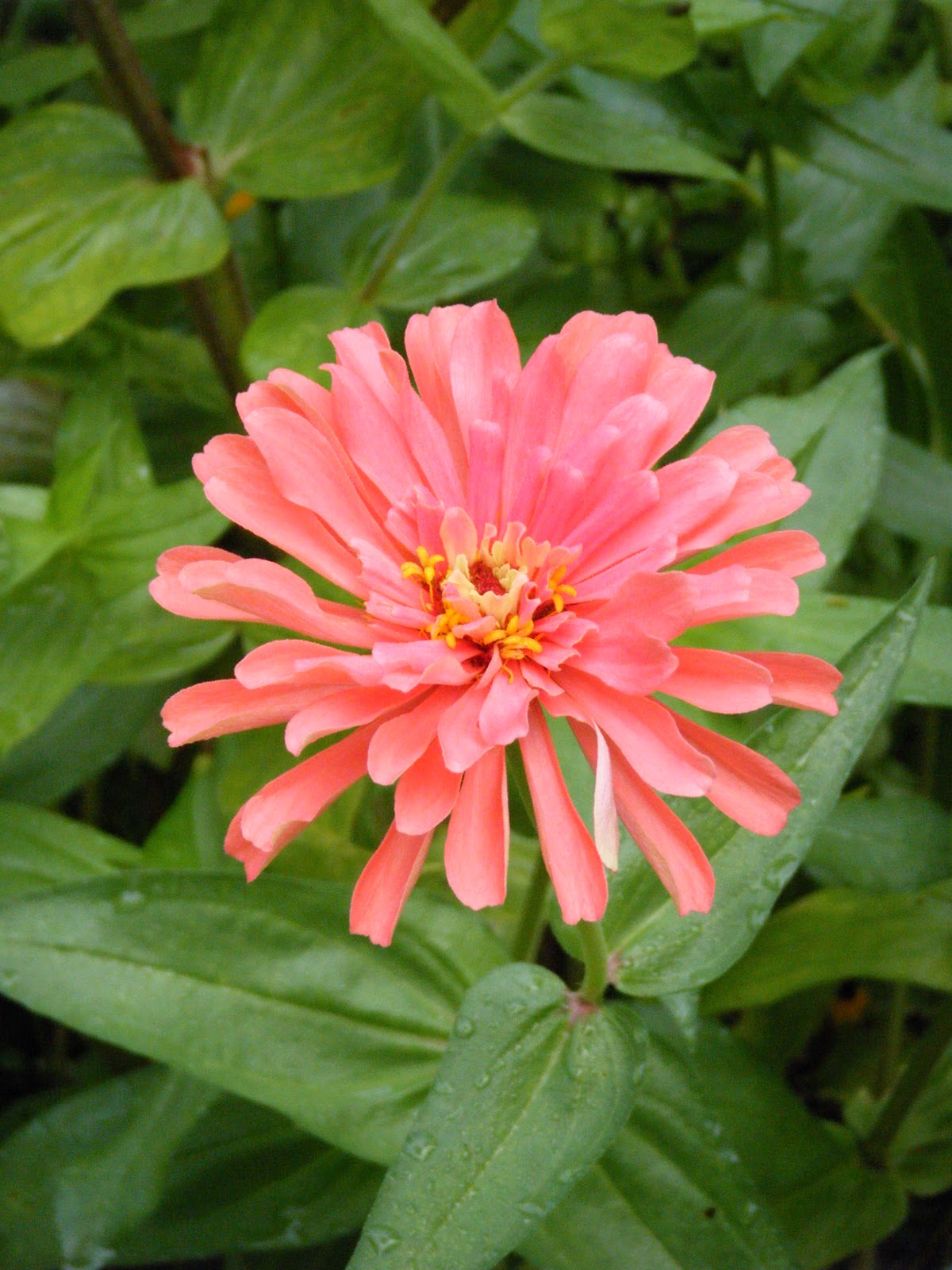 A Chef in the Garden: Benary's Giant Zinnias
