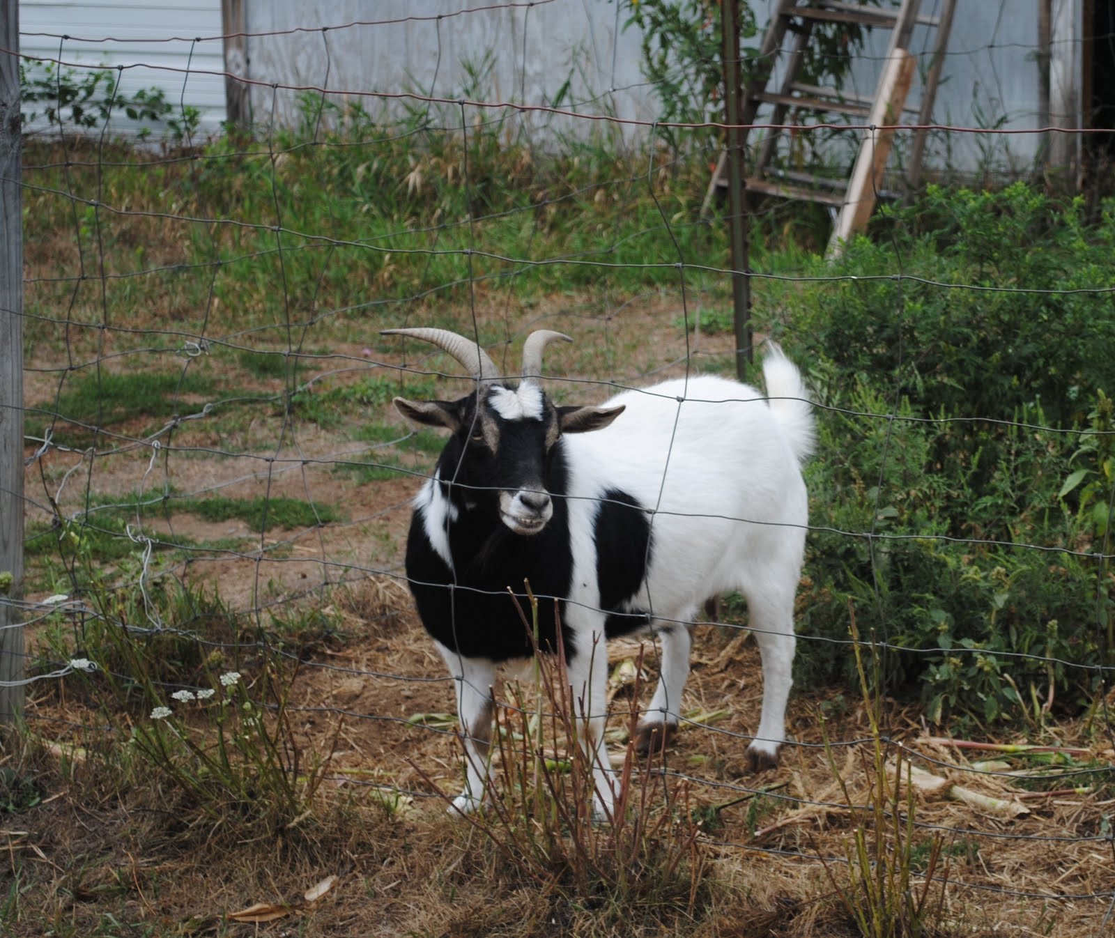 The CSA Kitchen: Kirk Farm: "Old Time Organic Farmer"