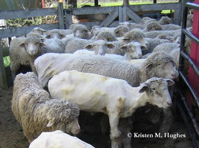 The Sojourning Spinner: Columbia Sheep