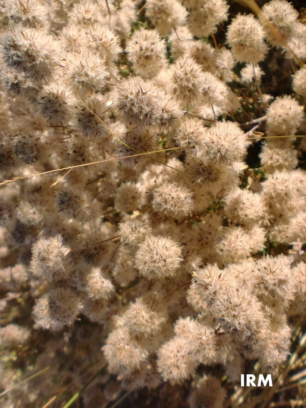 Avantales: enero 2011