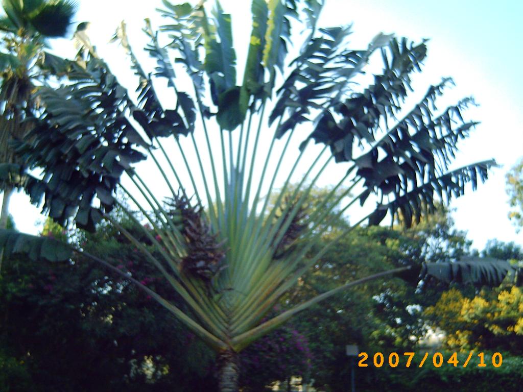 POKOK KIPAS PISANG | Mutiara Kehidupan