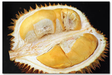 Pokok Durian: Durian