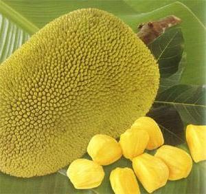 Pokok Nangka: Panduan Menanam Nangka