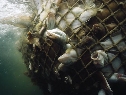 Overfishing: What are the causes of overfishing?