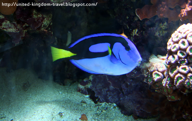 Aquarium at the ZSL London Zoo - The Globe Trotter