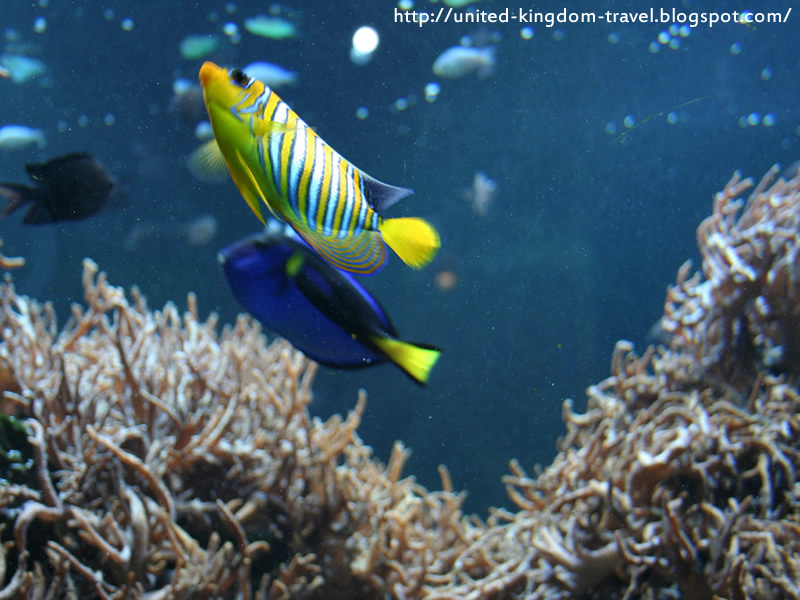 Aquarium at the ZSL London Zoo - The Globe Trotter