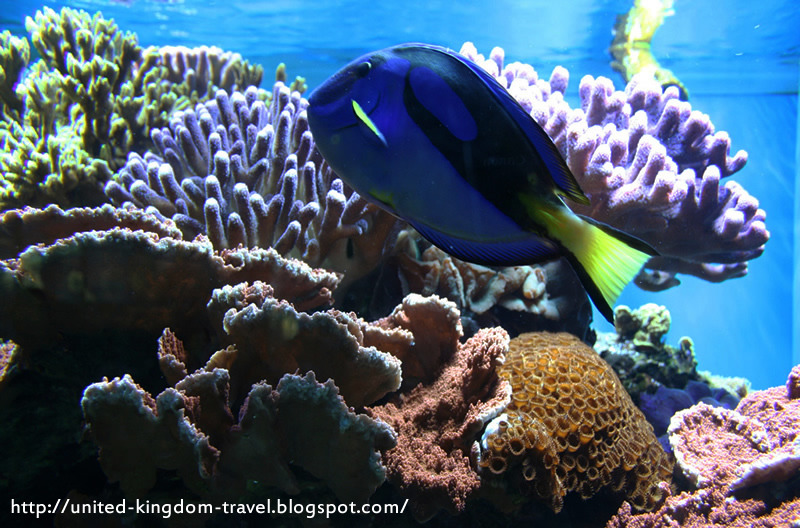 Aquarium at the ZSL London Zoo - The Globe Trotter