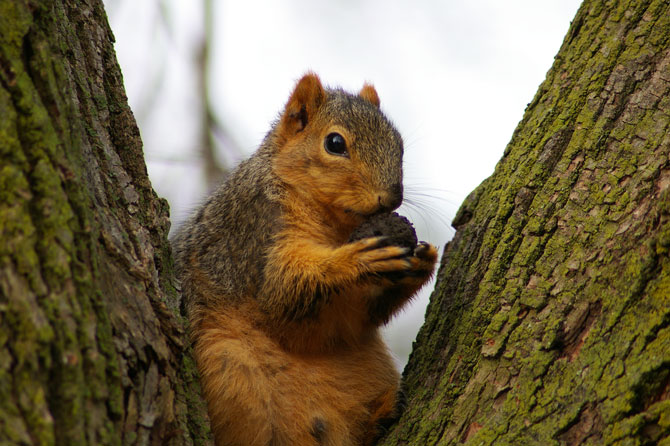 Writer on a Horse: Sometimes you throw the nuts...