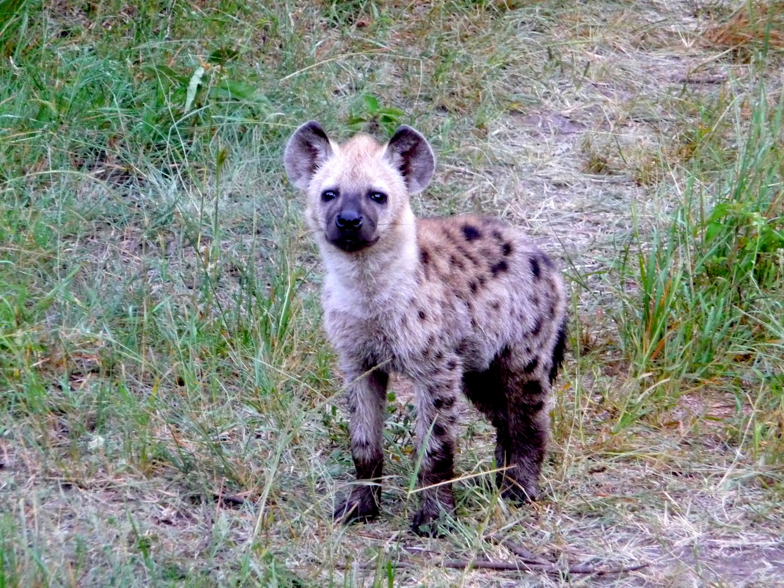 Mara Fan: Hyänen - Hyaenidae - Fisi