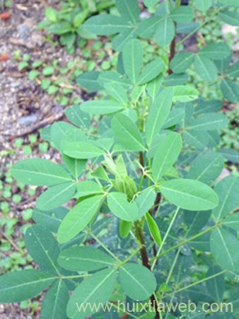 Tapachula, La Perla del Soconusco: GASTRONOMÍA