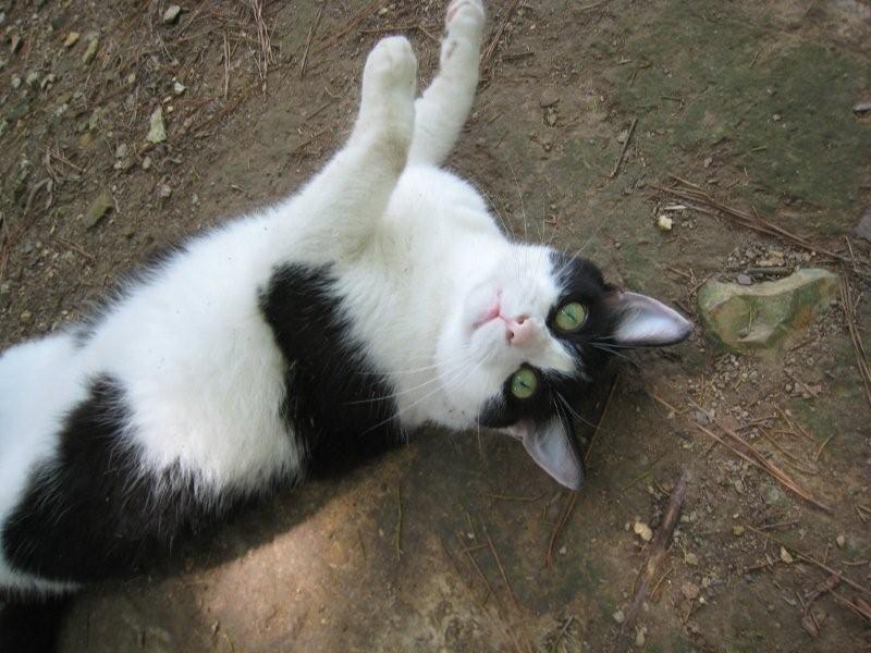 Cat of the Week: Marcel - Goathouse Refuge