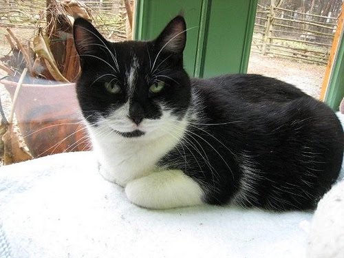 Cat of the Week: Coconut - Goathouse Refuge