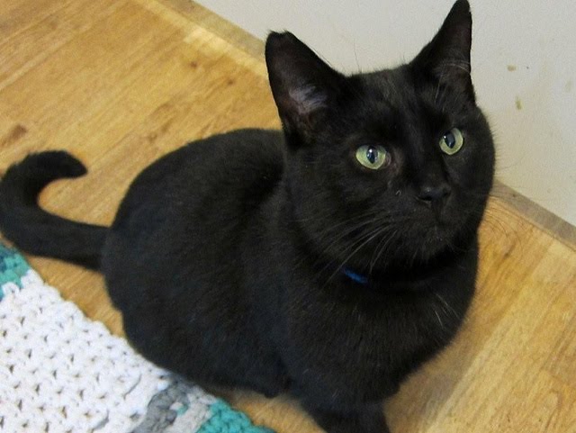 Cat of the Week: Licorice - Goathouse Refuge