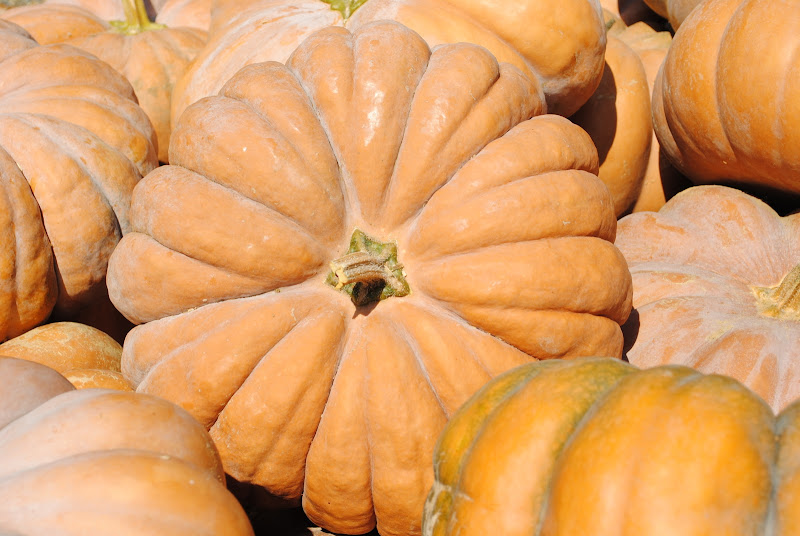 The Secret to Choosing the Perfect Pumpkin - Making Lemonade