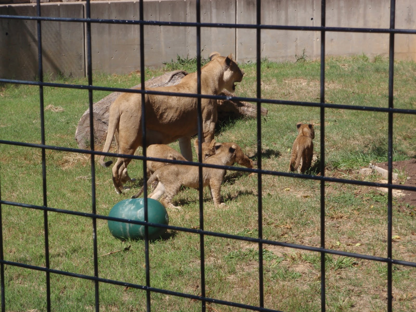 Brittany's Bytes: The Secret Inside the Lion's Den