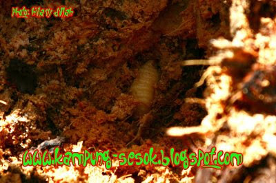 OdEnZ BlOg PaGe: Sago Grub - Ulat Mulong