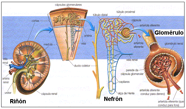 SISTEMA BIOLÓGICO: Esquema de un nefrón y el funcionamiento de cada una ...
