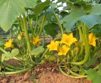 5 Acres & A Dream: Colors of July