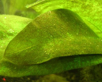 Botánica fácil: Algas verde azules