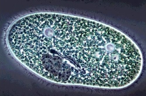 Botánica fácil: Los protozoos