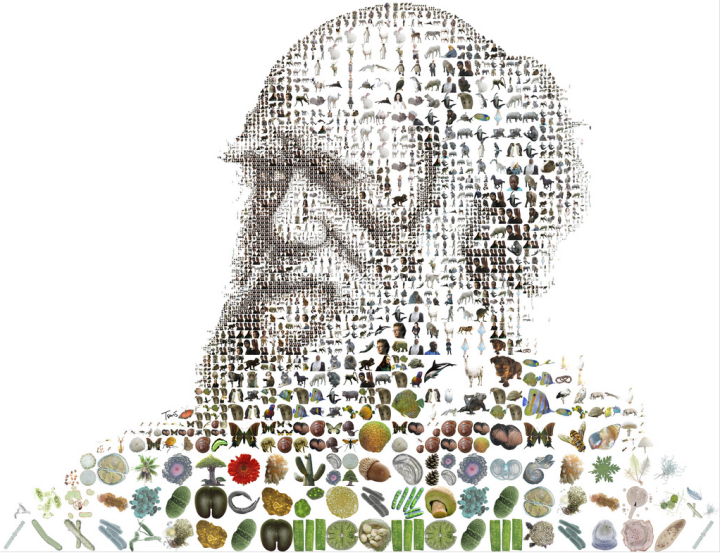 MCAD Library News: Evolution of our Darwin specimens