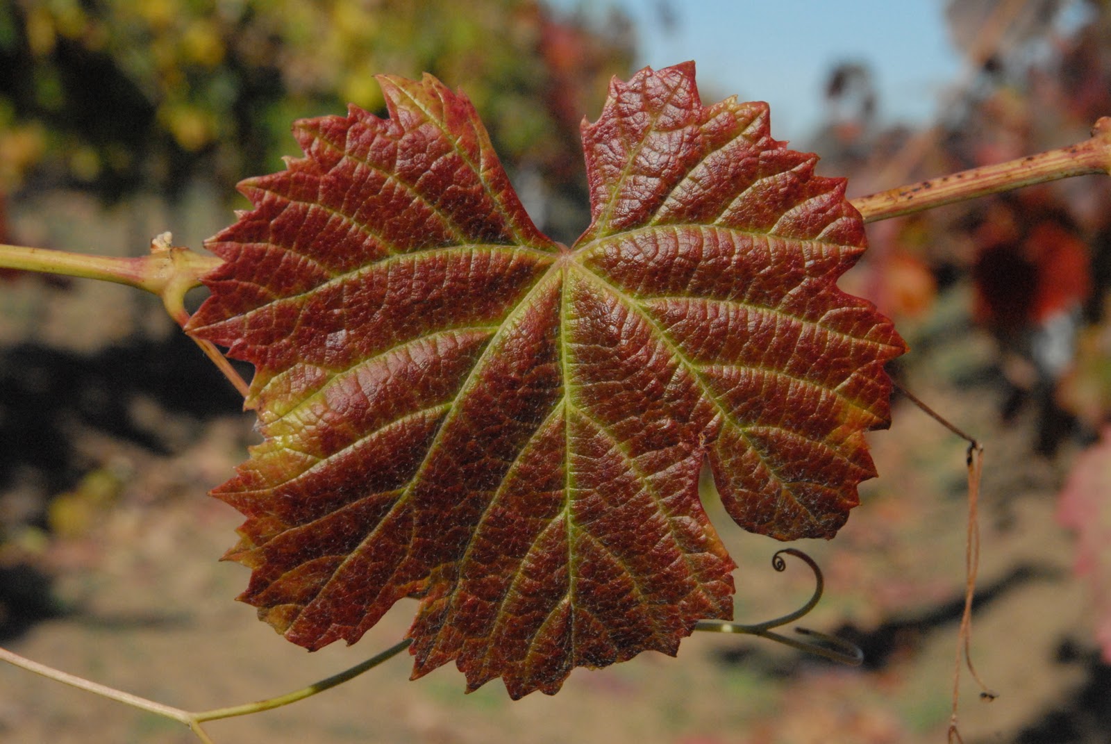 Fratelli Pasini: diciembre 2010
