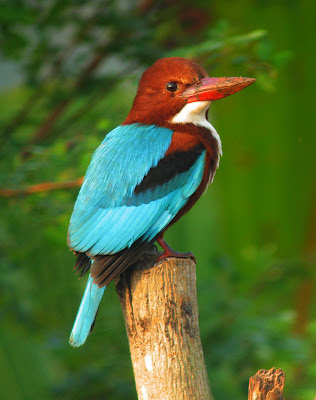 Steve Blain presents "Bird Porn": Kingfishers of Goa