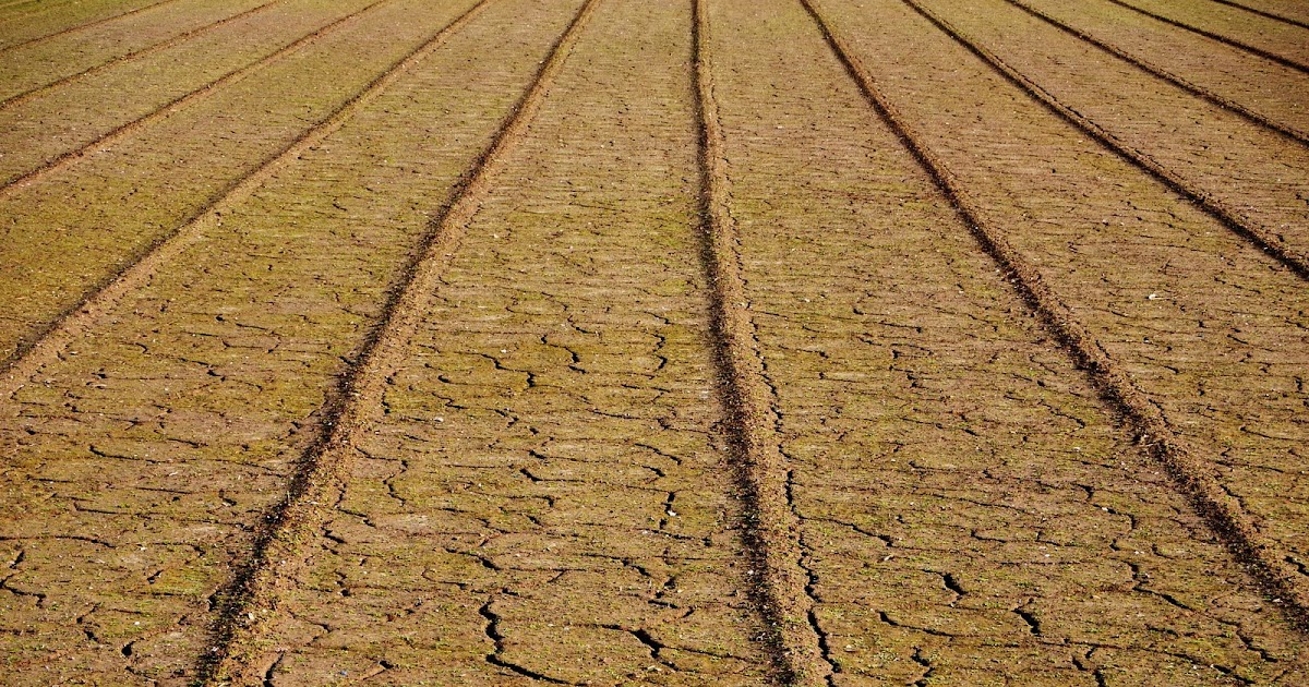 Nitideces de Miguel: Piel cuarteada