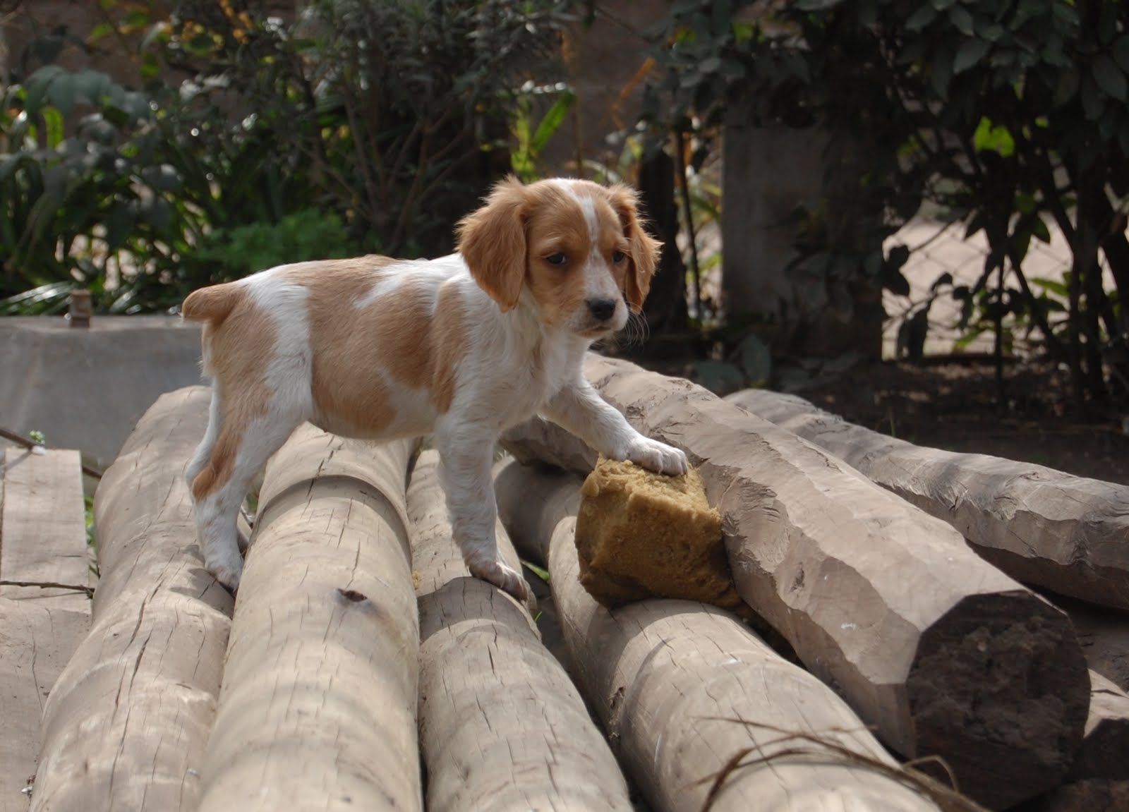 CACHORROS SPANIEL BRETON: CACHORROS DISPONIBLES