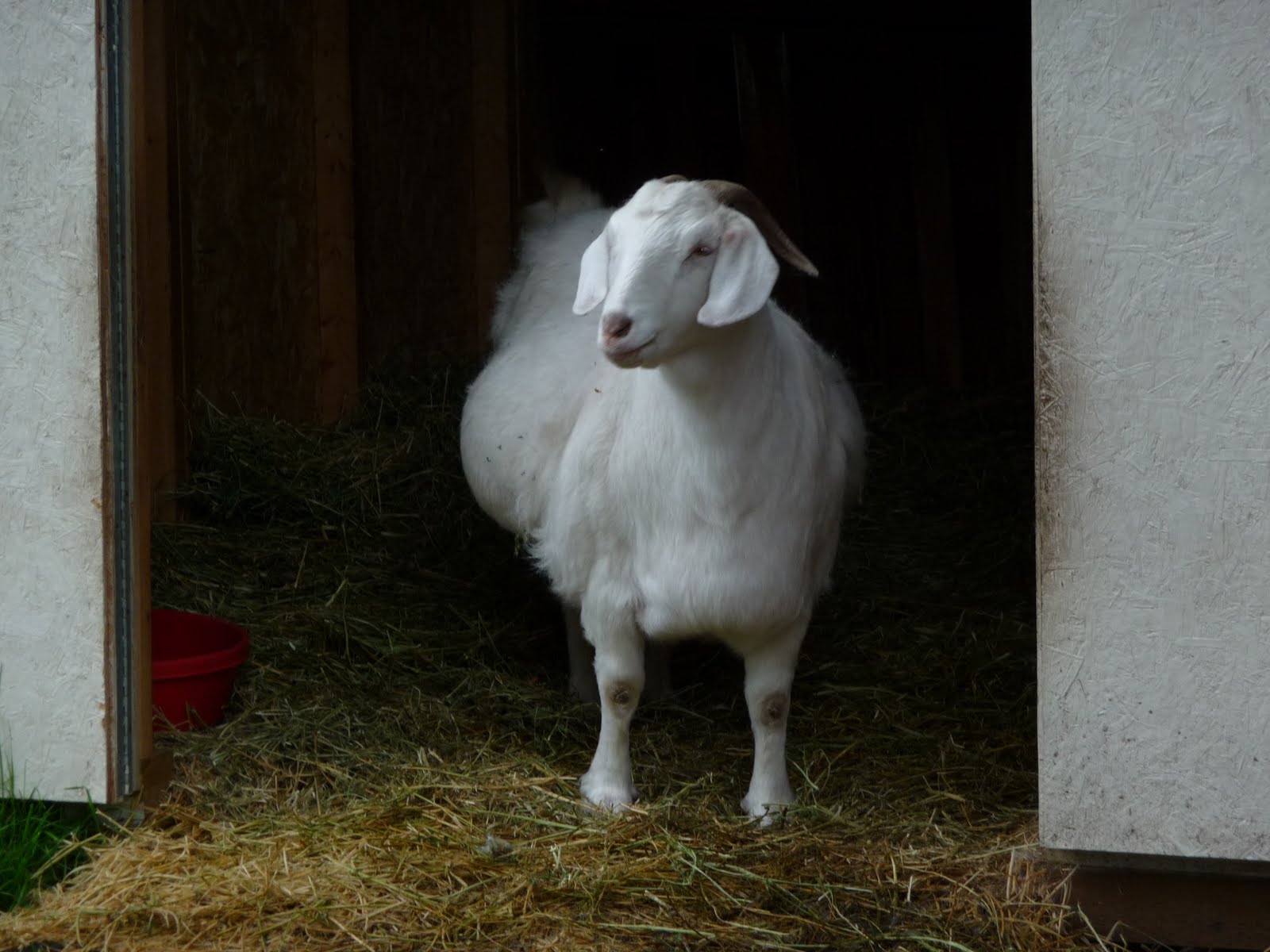 Marine Hills Garden Club: Old Goat Farm photos