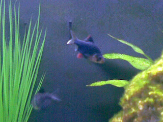 Acuarios de Arrecife y Agua dulce: Barbos sumatra verdes